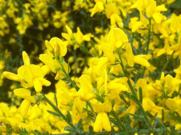 L'amour Floral Designs Florist Genista Lydia Flower Arrangement
